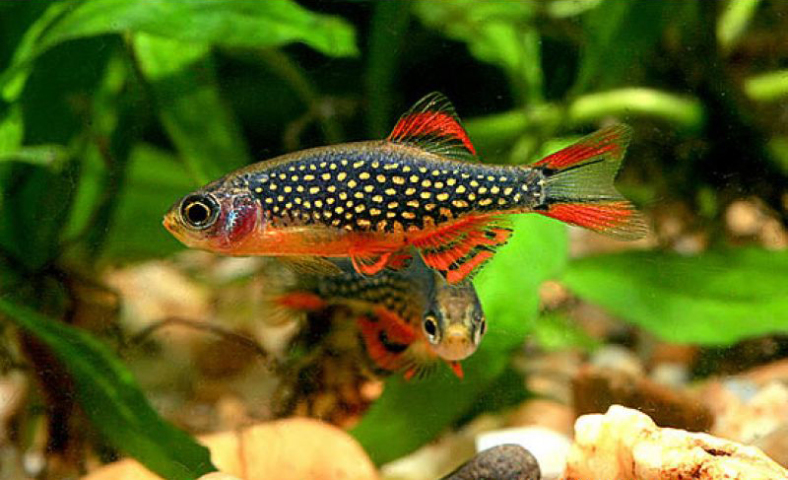 Bumblebee Catfish Care And Breeding Guide - WZaquarium